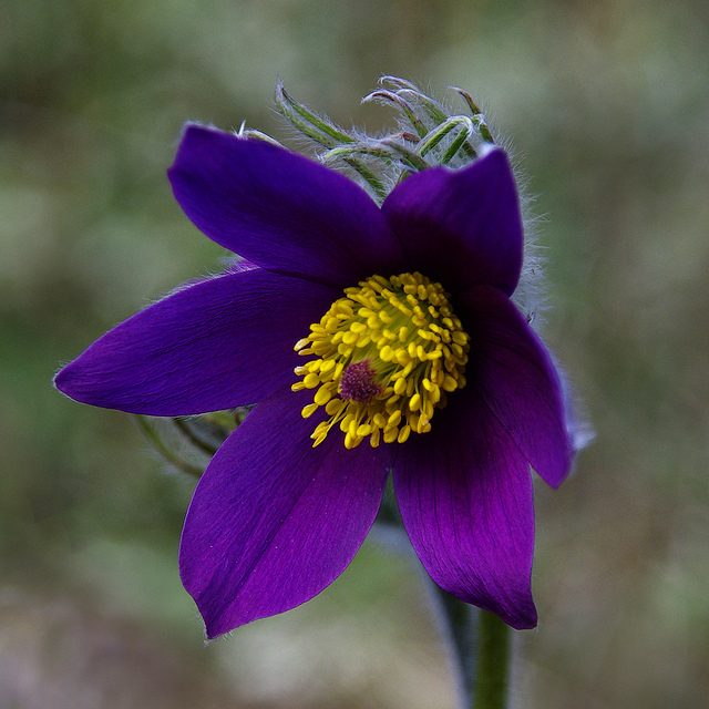 Pulsatilla nigricans | I rimedi omeopatici ~ OmeopatiaDinamica